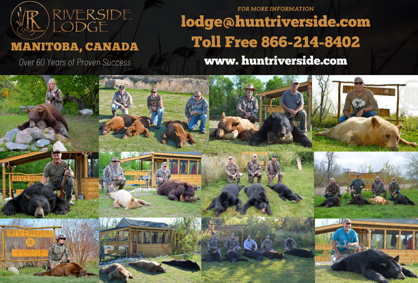 Hunting Manitoba color phase bears | Why do bears go through color phases?