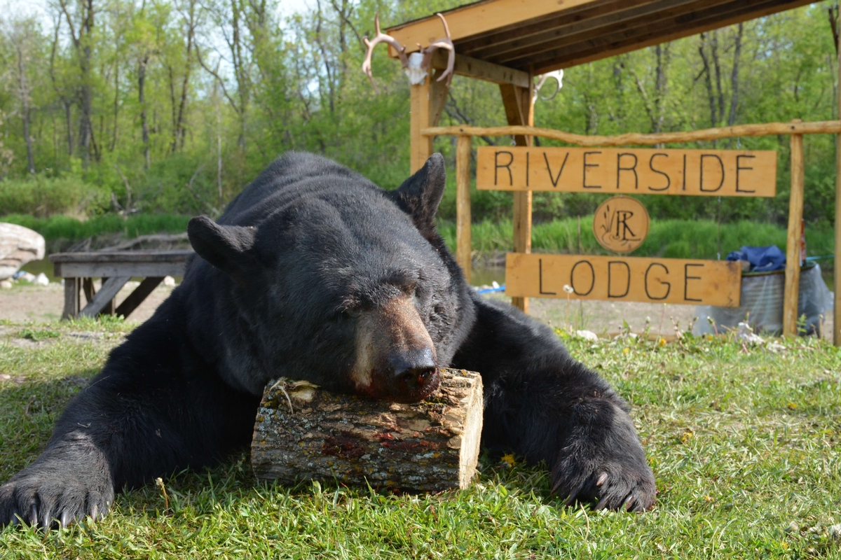 Manitoba Black Bear Hunting Outfitters | Bear Hunting Guides in ...